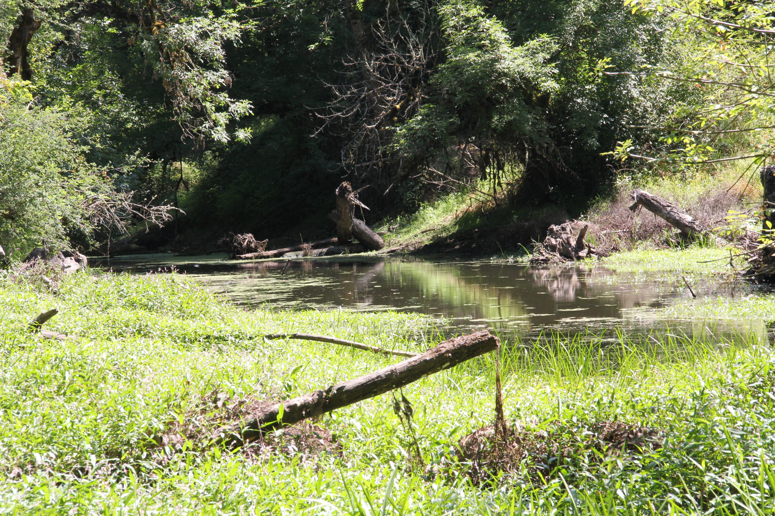 Side Channel Salmonid Habitat Restoration – Ecological Engineering, LLC
