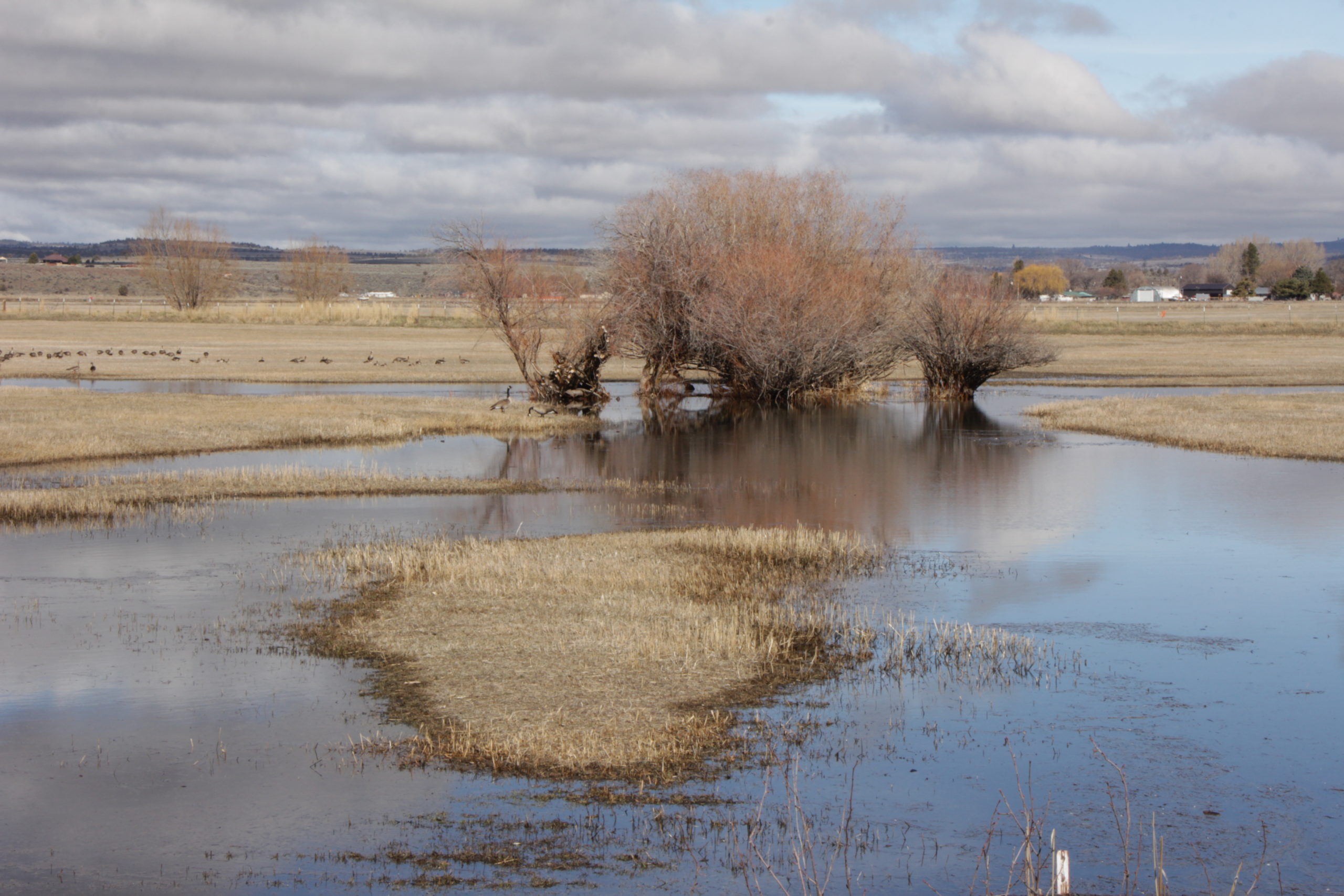 Silvies River Flood Management – Ecological Engineering, LLC